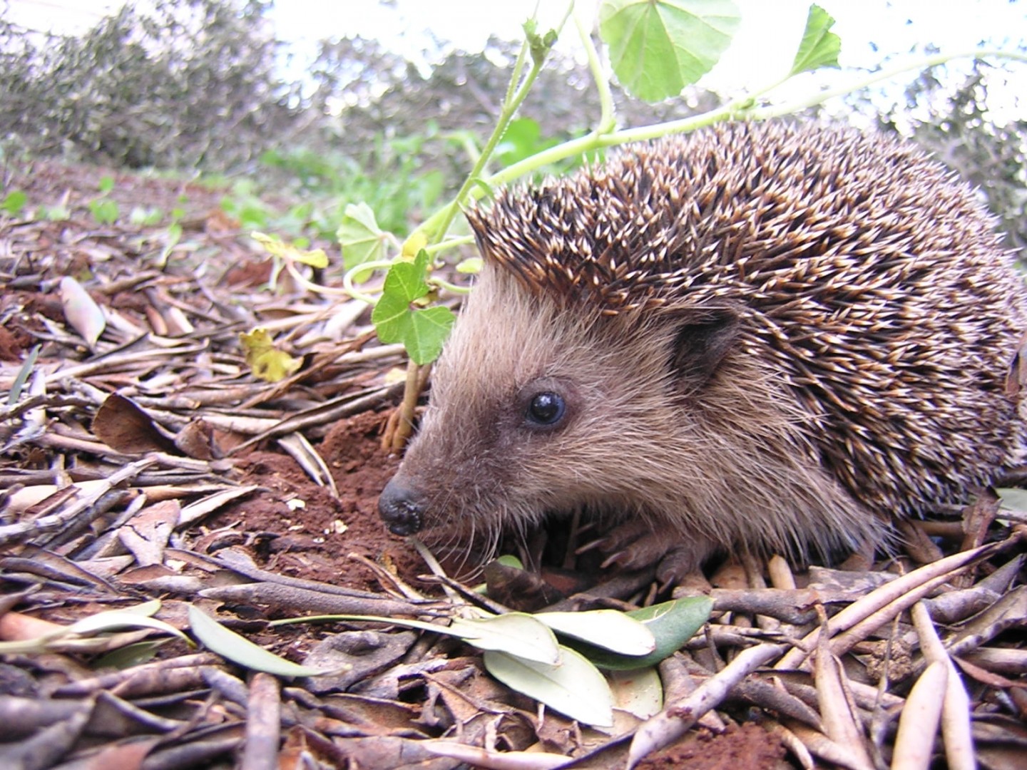 Climate change affecting hedgehogs